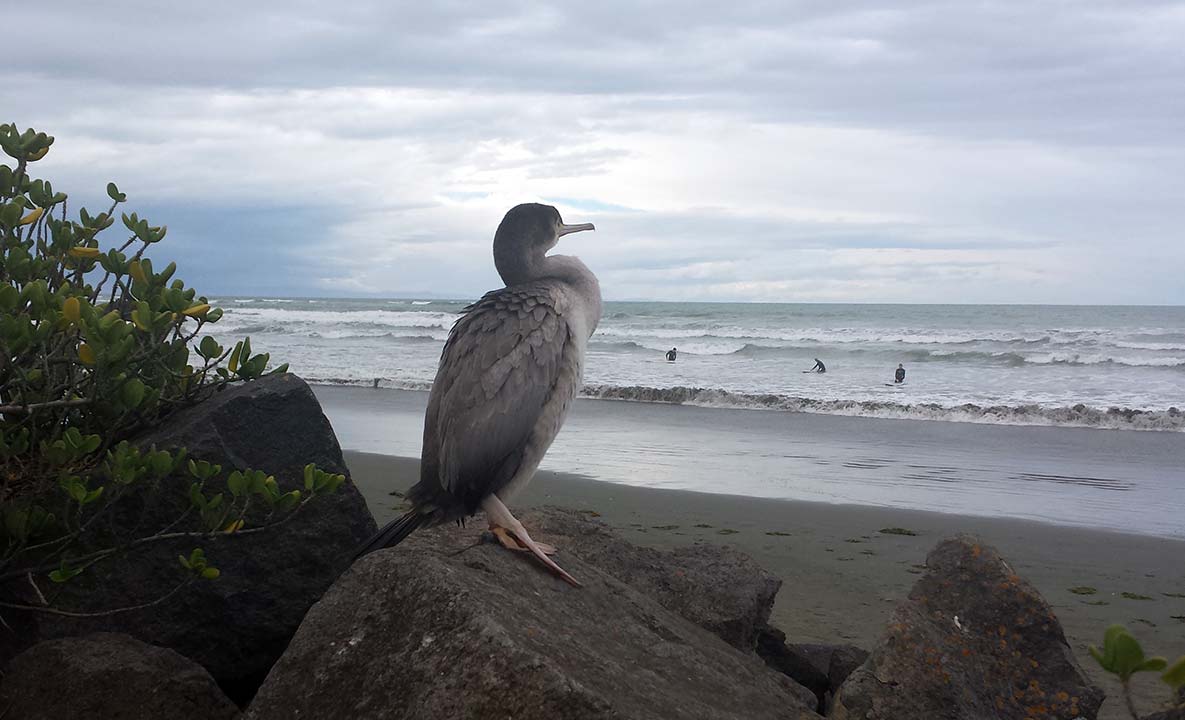 Shag on a Rock at Sumner Beach – Ōtautahi / Christchurch Daily Photo