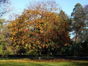 Botanic Gardens Tree – Ōtautahi / Christchurch Daily Photo