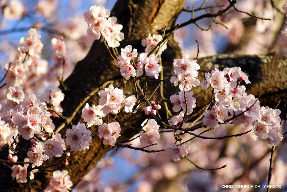 A very special Blossom Tree – Ōtautahi / Christchurch Daily Photo