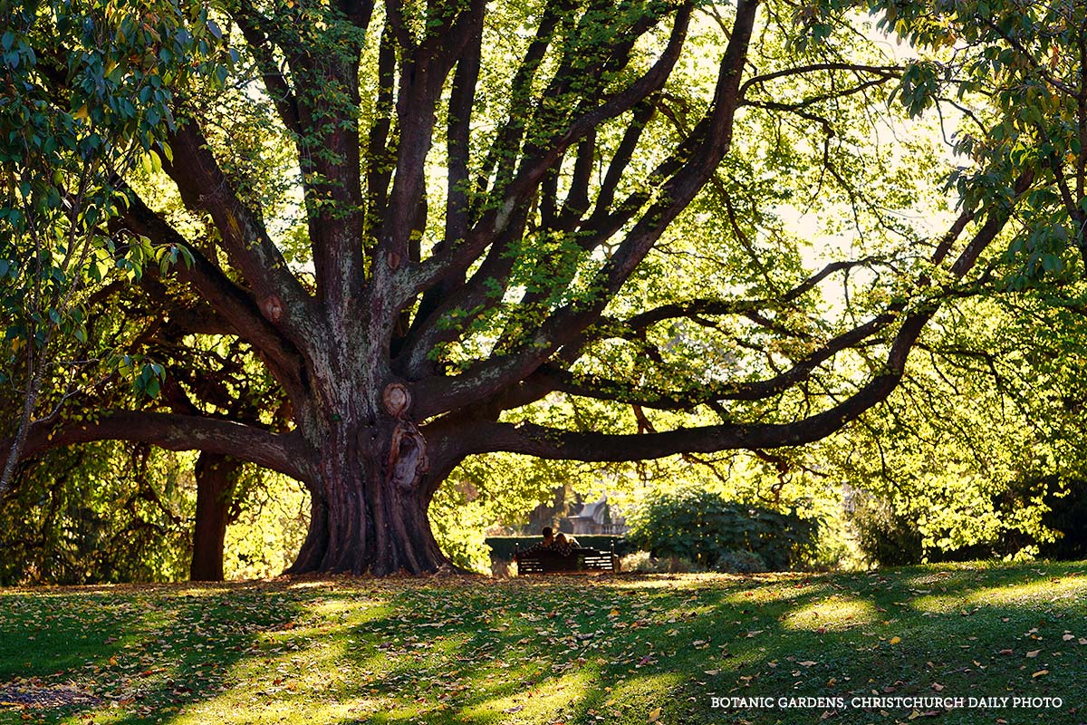 Tree in the Botanic Gardens – Ōtautahi / Christchurch Daily Photo