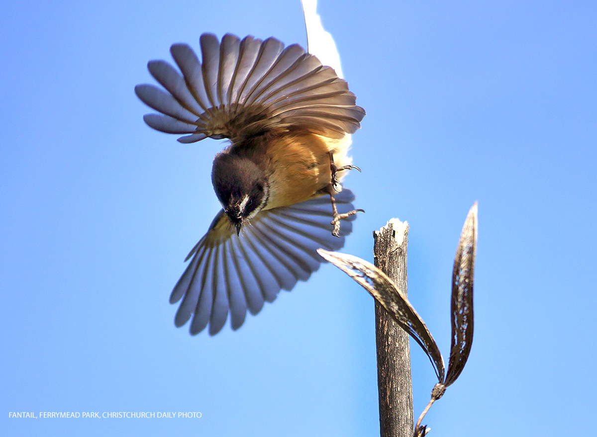 Fantail Mid Flight – Ōtautahi / Christchurch Daily Photo