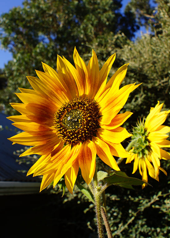 My Bronze Sunflowers – Ōtautahi / Christchurch Daily Photo