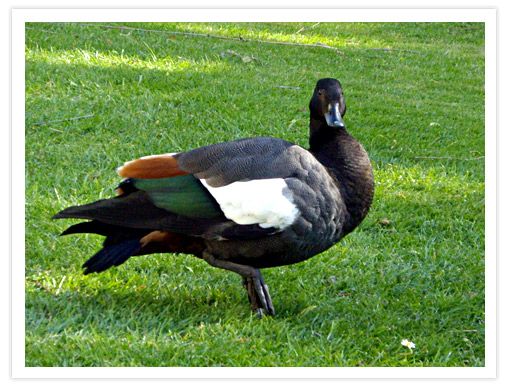 Paradise Duck (NZ Native) – Ōtautahi / Christchurch Daily Photo
