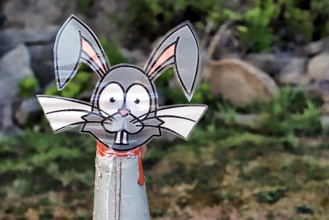 Easter Bunny Road Cones – Ōtautahi / Christchurch Daily Photo