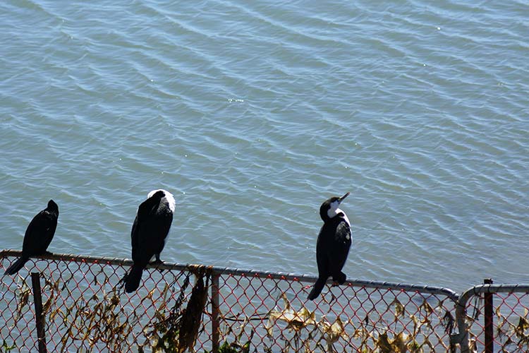 Pied Shags by Ferrymead Bridge – Ōtautahi / Christchurch Daily Photo
