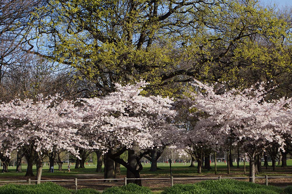 Blossom Trees in Hagley Park by Harper Ave – Ōtautahi / Christchurch ...