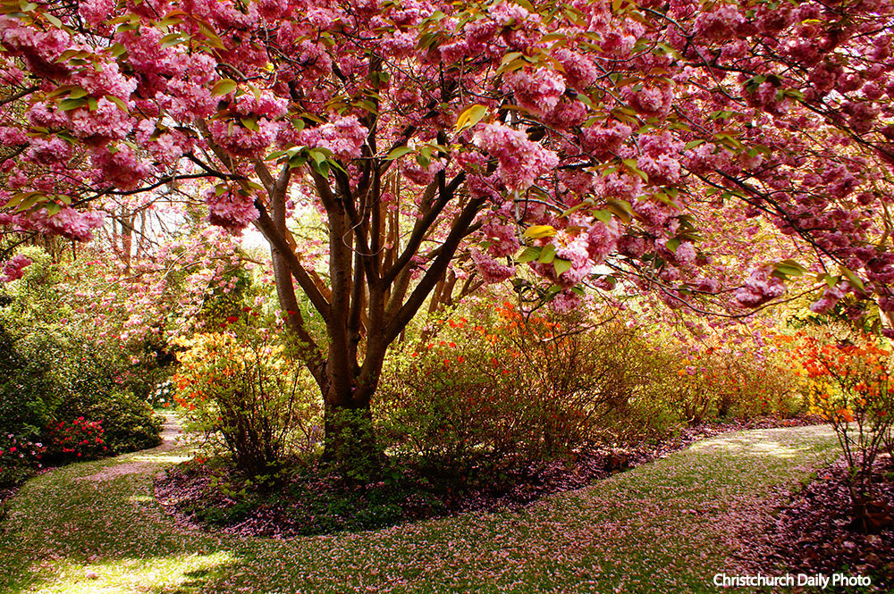Ilam Gardens and Homestead – Ōtautahi / Christchurch Daily Photo