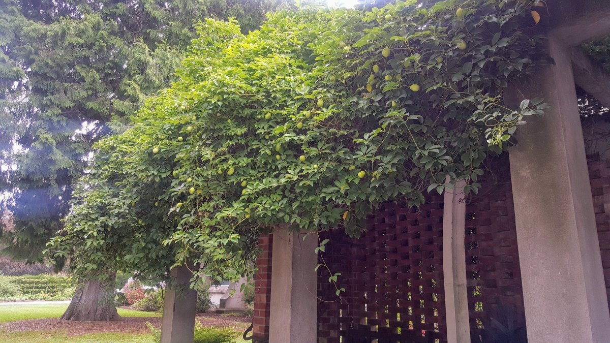 Mube Plant, Botanic Gardens – Ōtautahi / Christchurch Daily Photo
