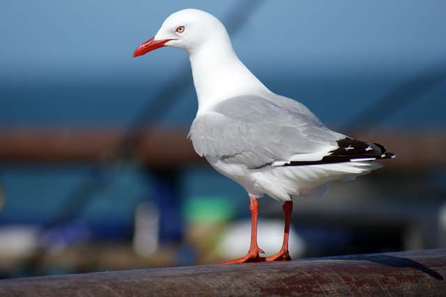 Seagull on the Pier – Ōtautahi / Christchurch Daily Photo