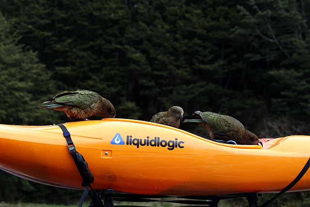 Keas at Arthur’s Pass – Ōtautahi / Christchurch Daily Photo