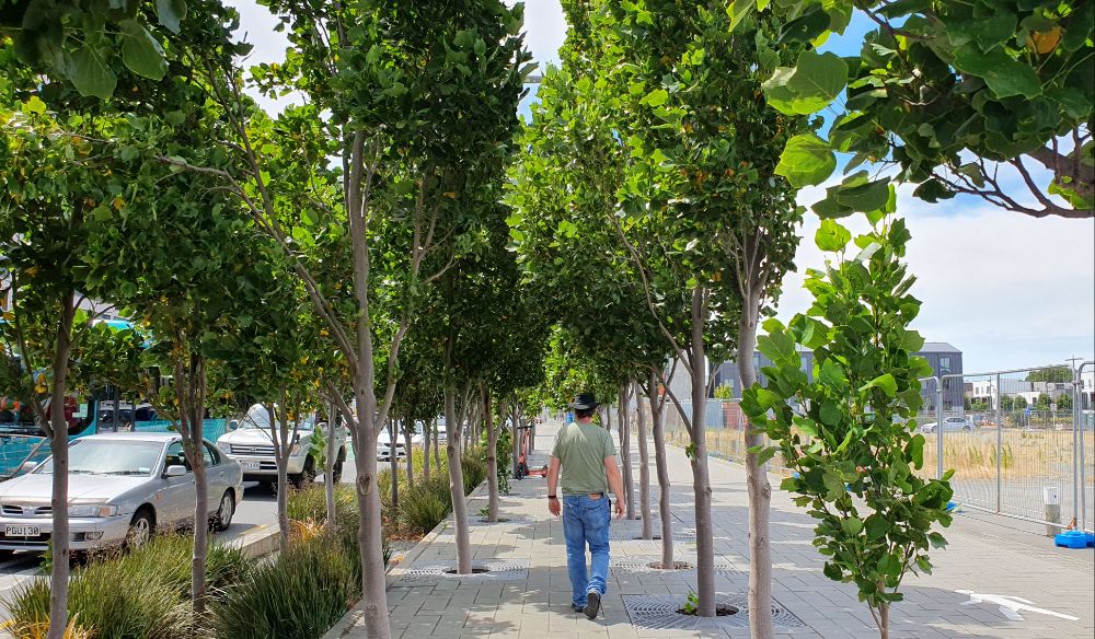 Trees on Manchester Street – Ōtautahi / Christchurch Daily Photo