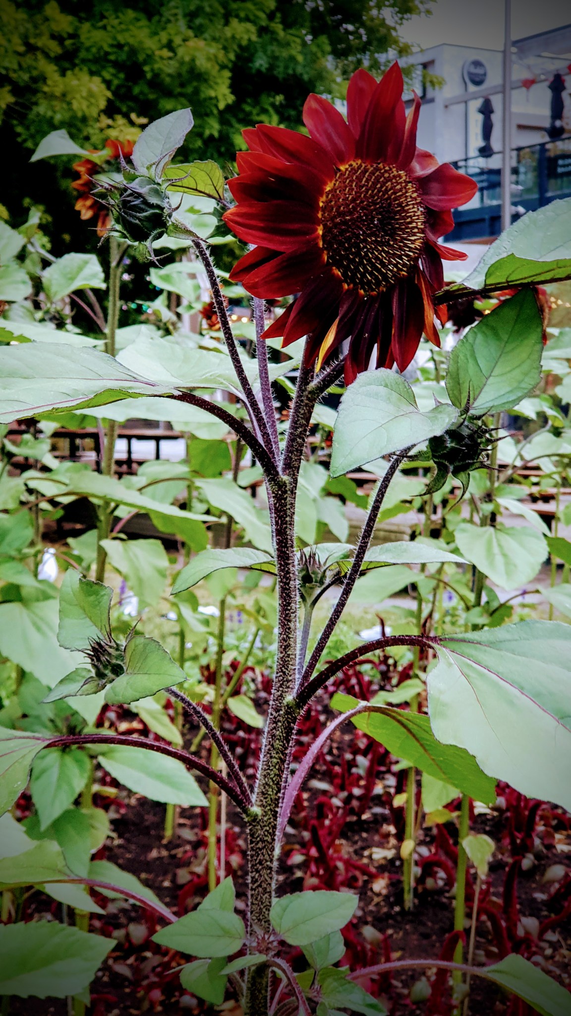 Bronze Sunflowers by Riverside – Ōtautahi / Christchurch Daily Photo
