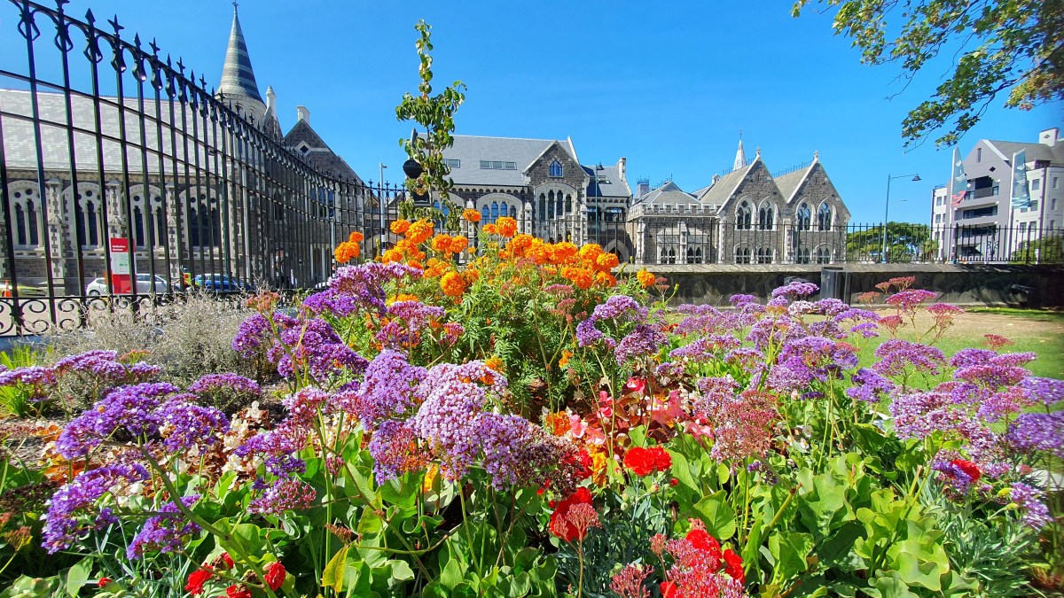 Flowers in the gardens – Ōtautahi / Christchurch Daily Photo