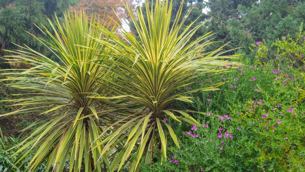 Variegated cabbage trees at the Botanic Gardens – Ōtautahi ...