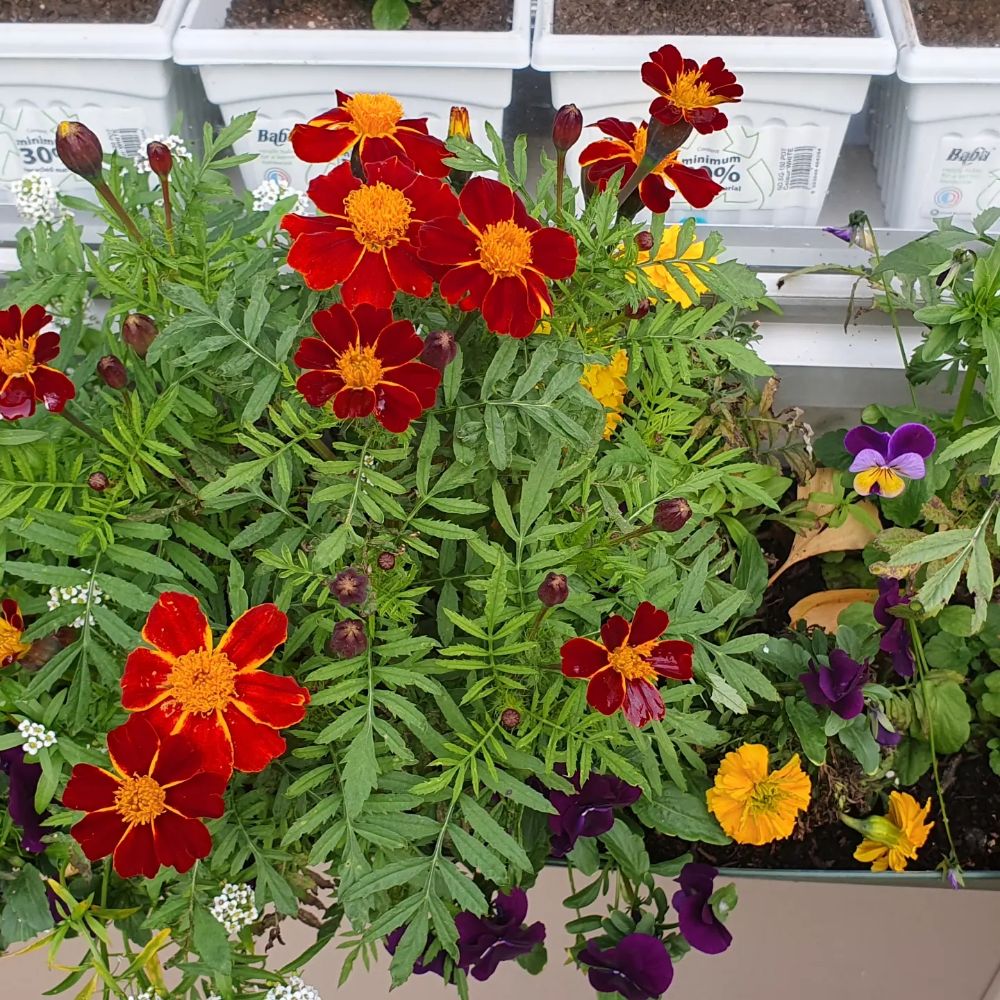 Marigolds in my Window Box – Ōtautahi / Christchurch Daily Photo