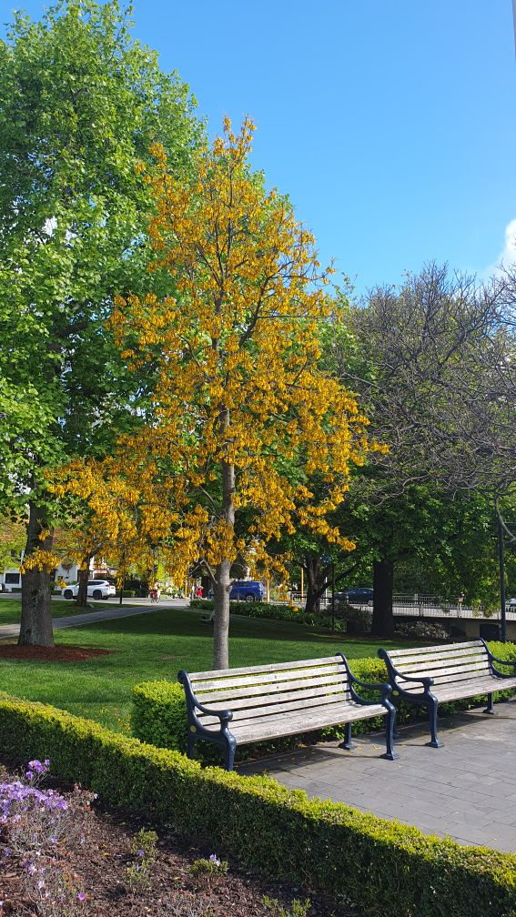 Waxeyes in Kowhai Tree – Ōtautahi / Christchurch Daily Photo