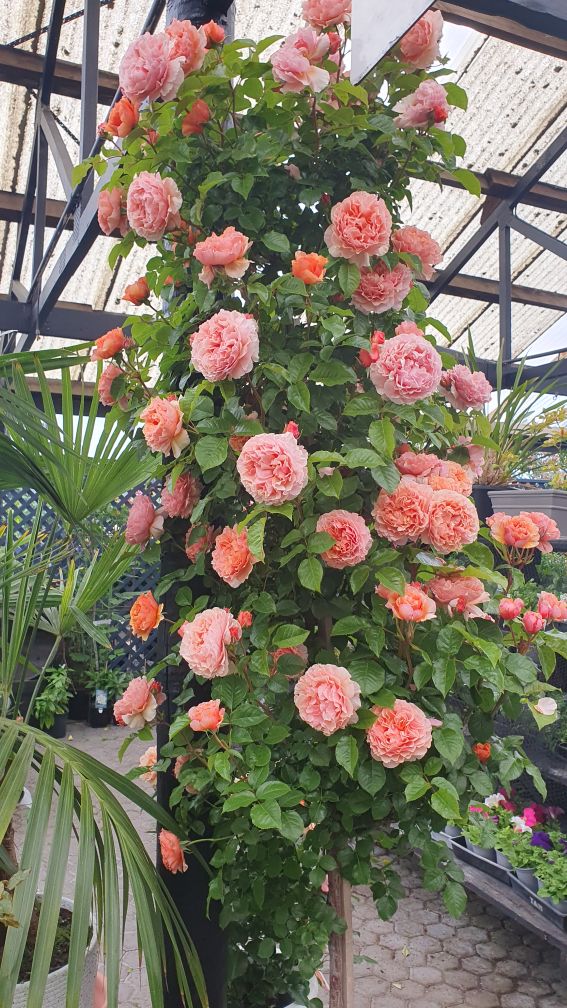 Stunning rose at Portstone Garden Centre – Ōtautahi / Christchurch ...