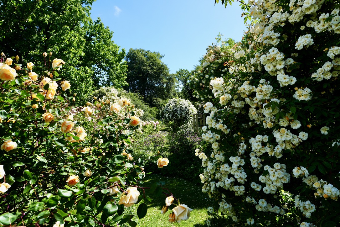 Heritage Rose Garden, Christchurch Botanic Gardens – Ōtautahi ...