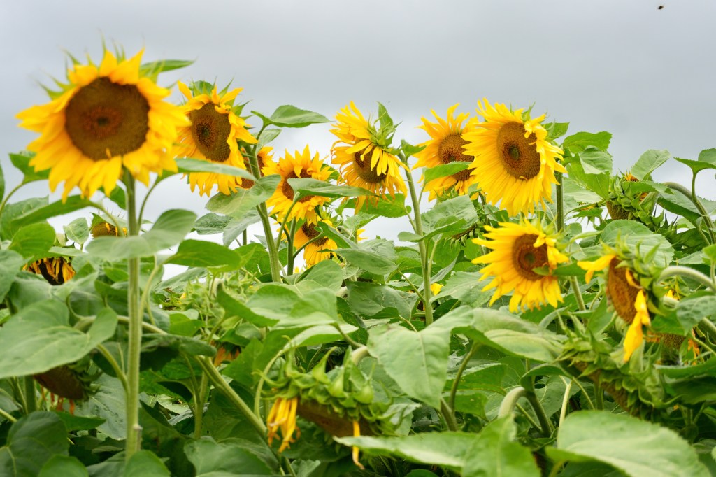 Tram Fields Sunflower Maze, Swannanoa – Ōtautahi / Christchurch Daily Photo