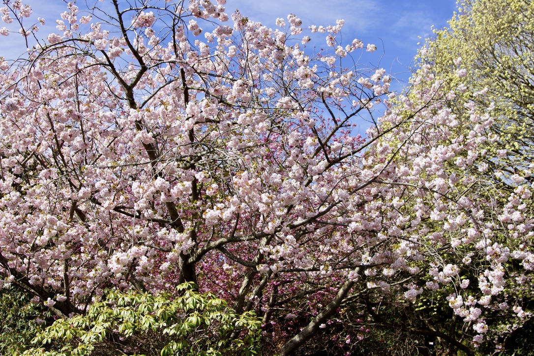 Ilam Gardens in Spring – Ōtautahi / Christchurch Daily Photo